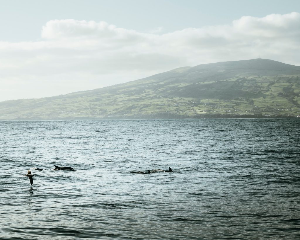 Faial, The Blue Island of Azores - Portugal.com