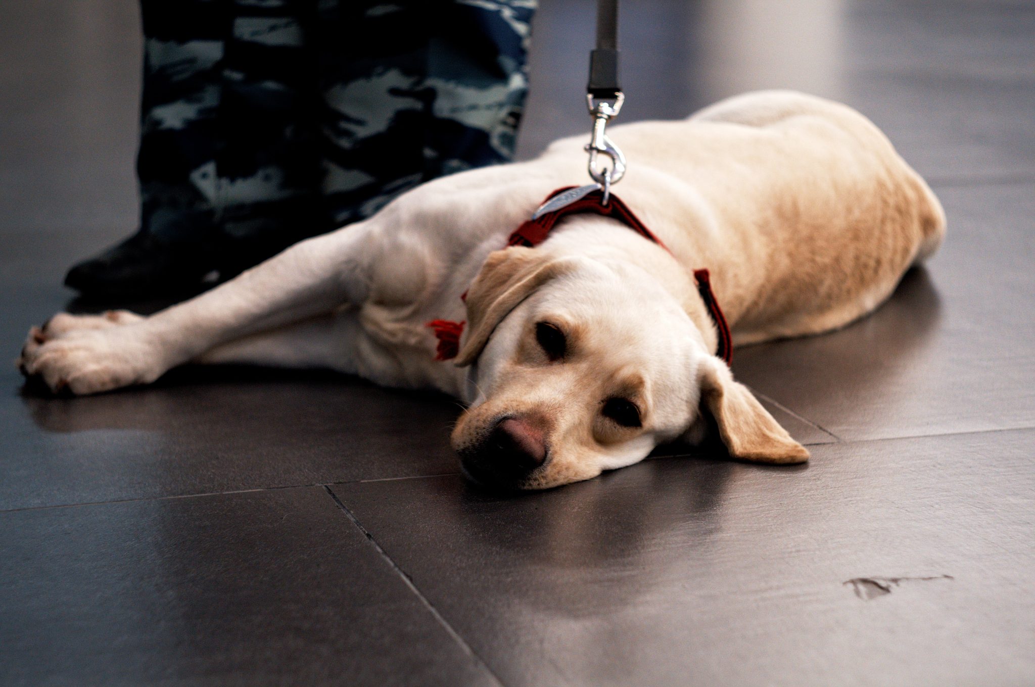 Traveling with Pets to Portugal - Portugal.com