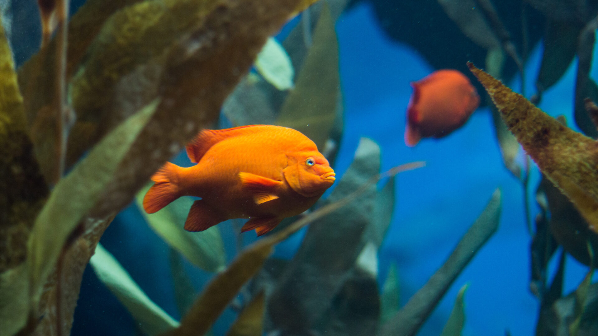 Lisbon Oceanarium - Portugal.com