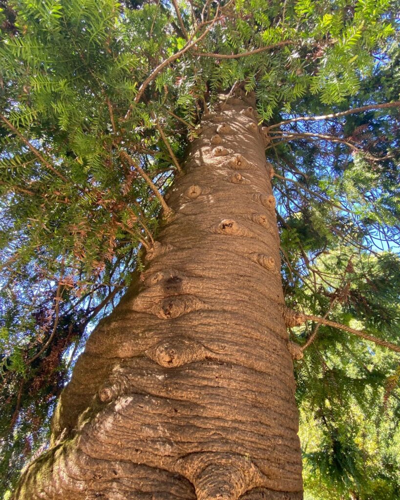 Luso - Portugal’s Most Charming Spa Town - Portugal.com