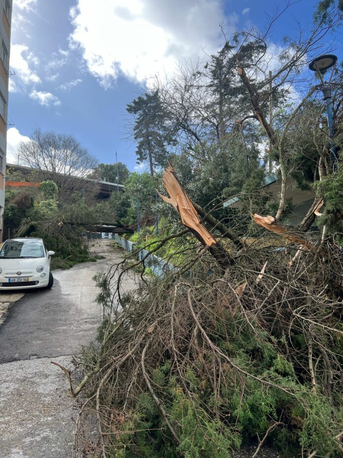 Counting the Cost of Storm Martinho - Portugal.com