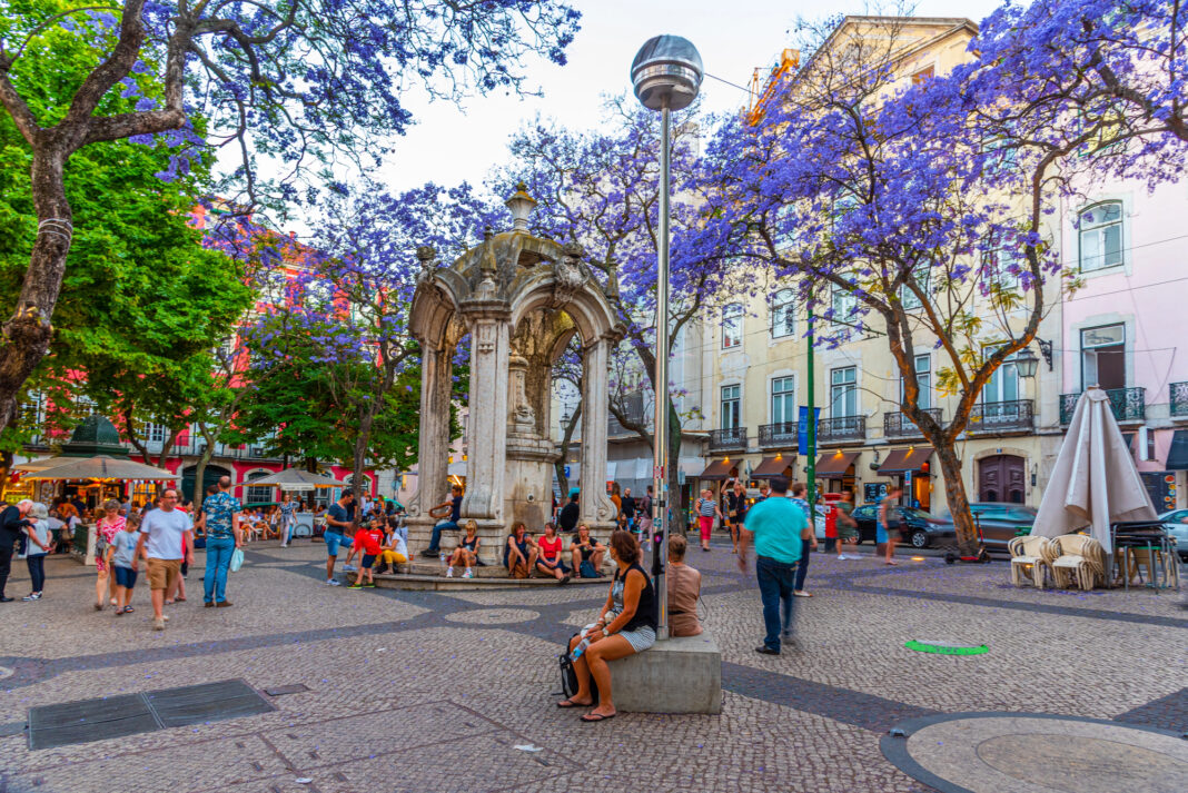 The History of the Jacarandas in Lisbon - Portugal.com