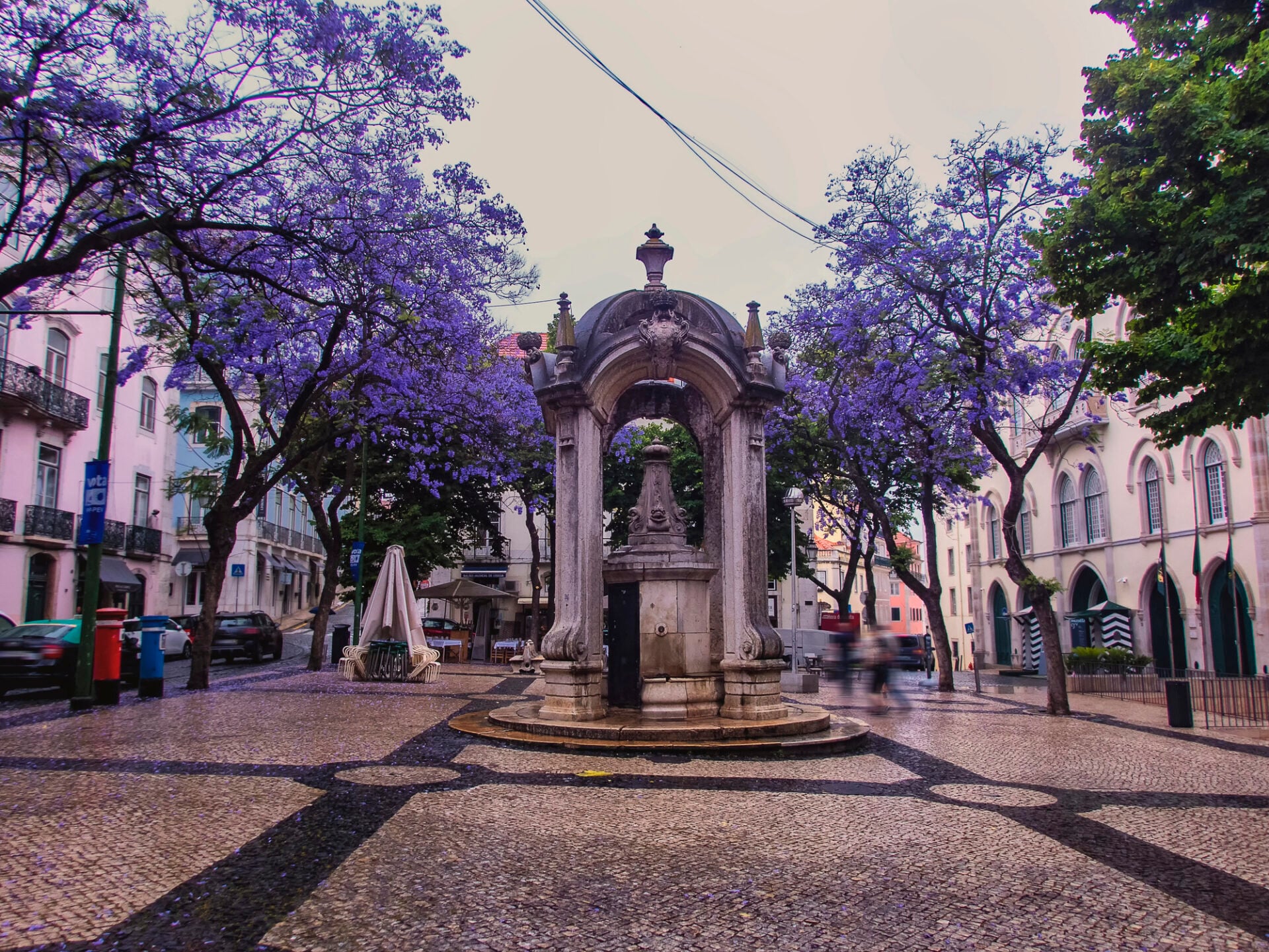 The History of the Jacarandas in Lisbon - Portugal.com