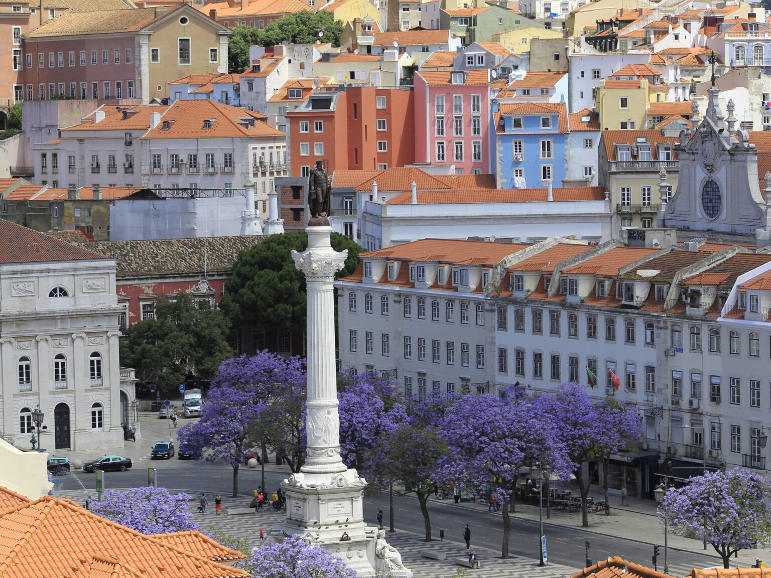 The History of the Jacarandas in Lisbon - Portugal.com