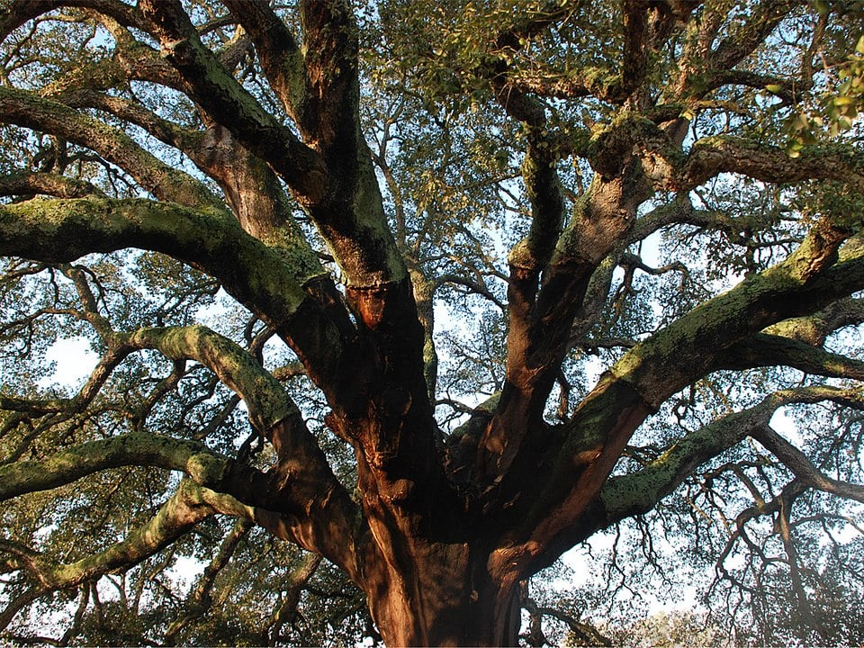 The 10 Greatest Trees in Portugal - Portugal.com