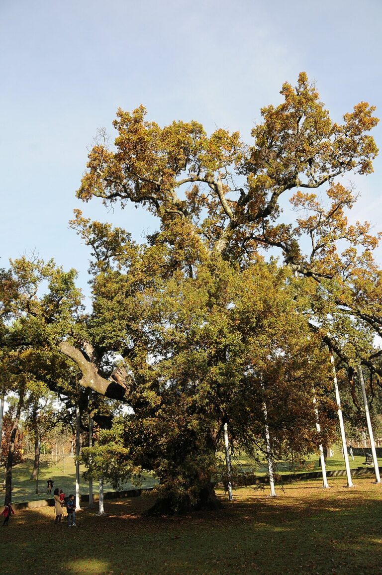 The 10 Greatest Trees in Portugal - Portugal.com