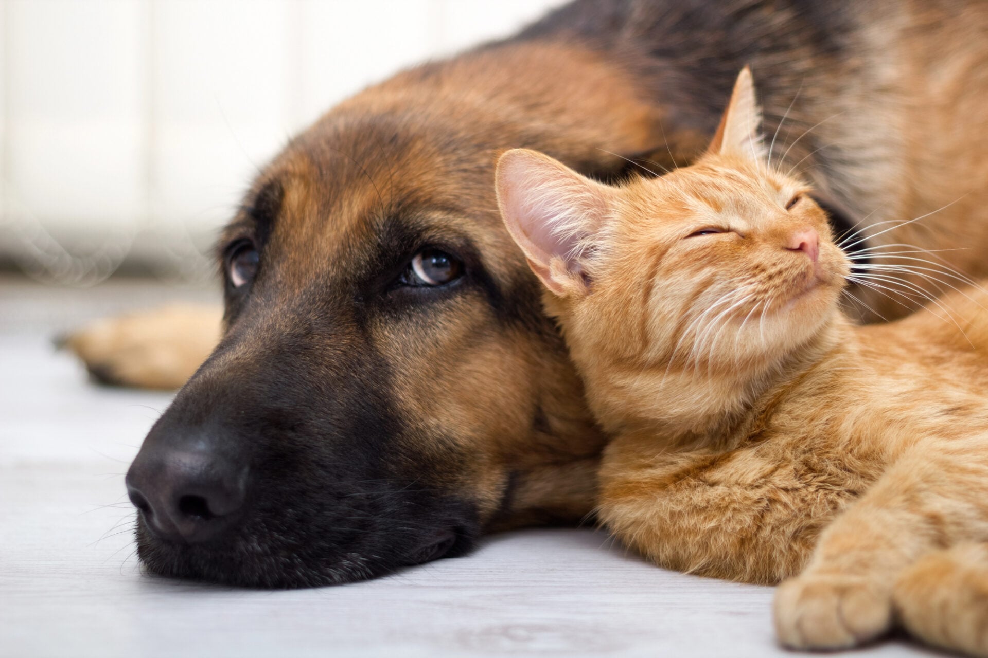 New Rules for Traveling with Pets to Portugal: What You Need to Know ...